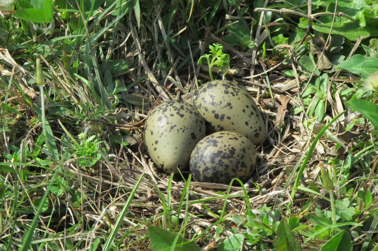 COLECCIONISTA DE HUEVOS DE AVES