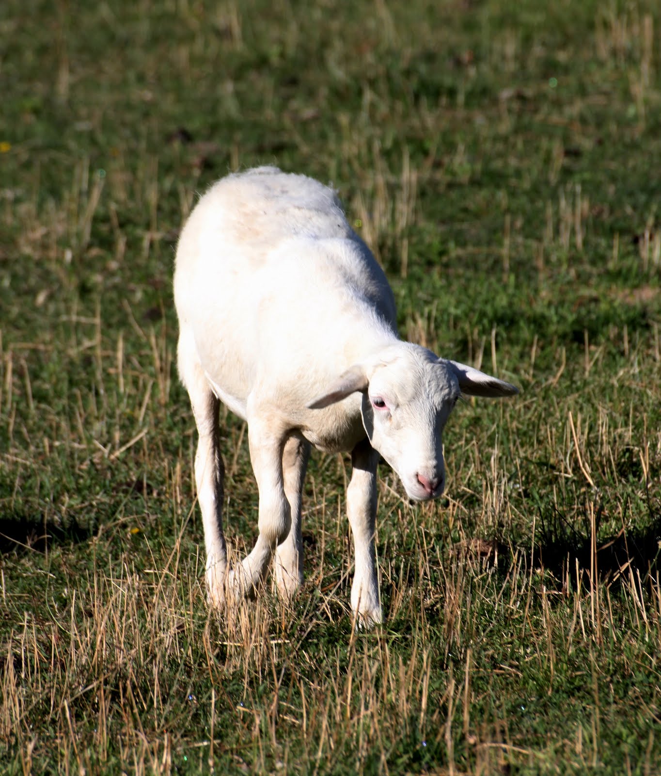 The Tree from the Forest: THE SHEPHERD vs A SHEEPHERDER