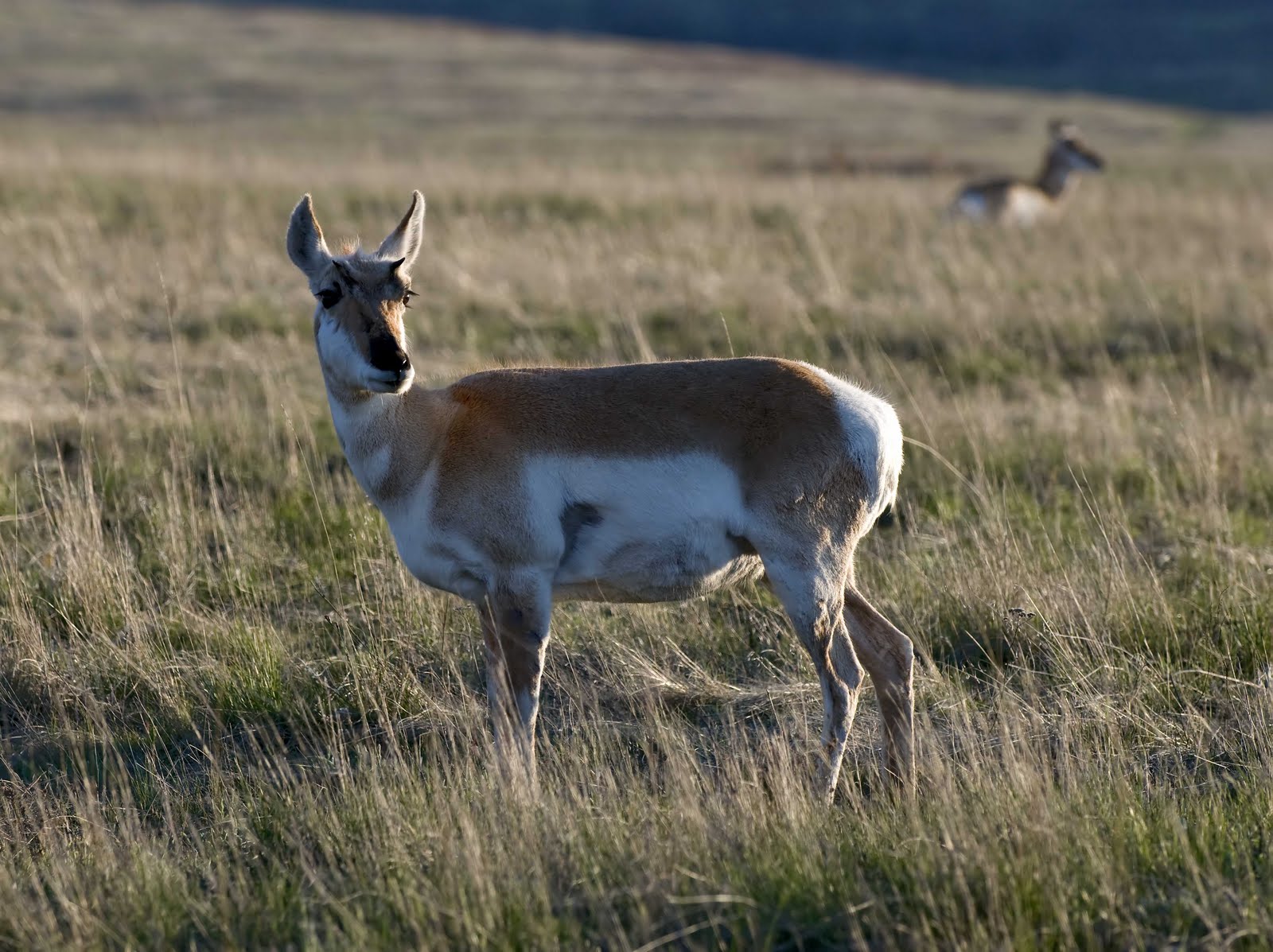 Alasdair Turner Photography: Montana and it's Wildlife