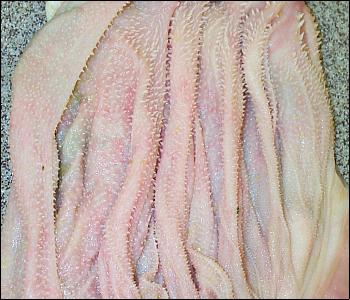 Zootecnia é 10: Anatomia e Morfologia do Rúmen.