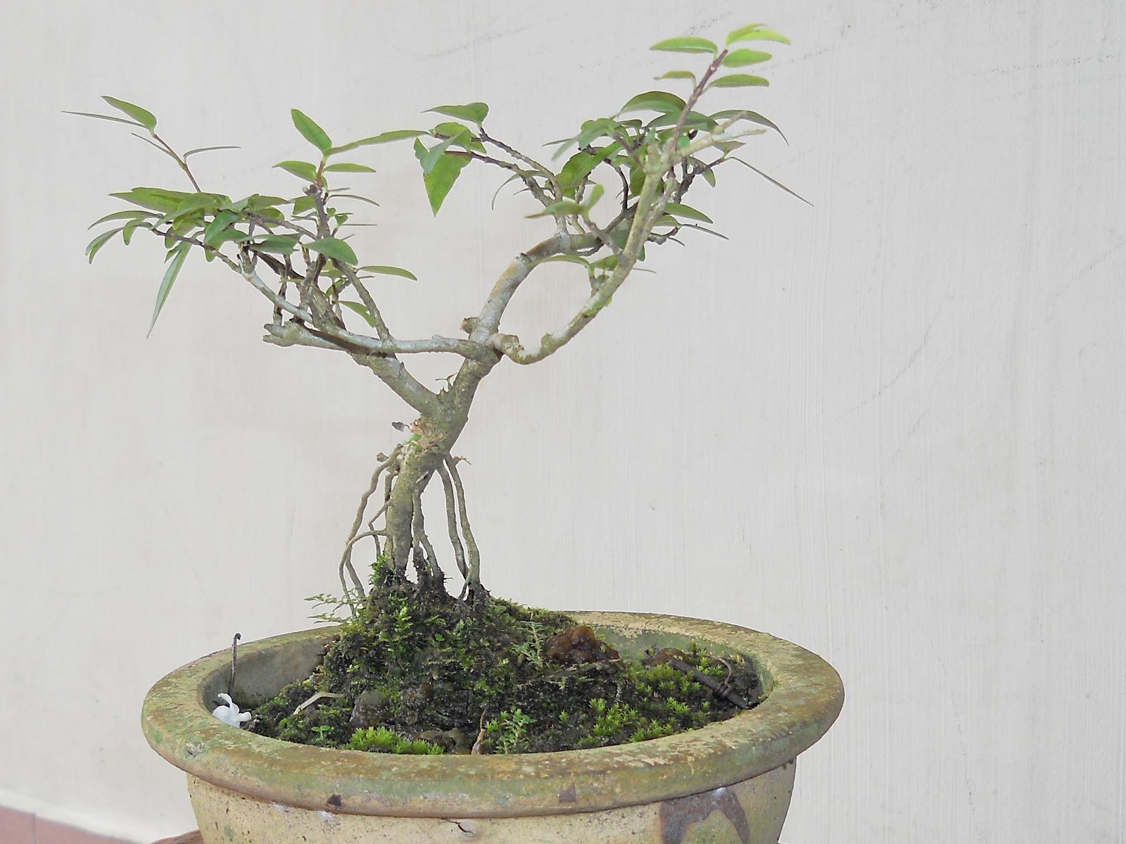 *: Keunikan BONSAI, kreativiti pemiliknya
