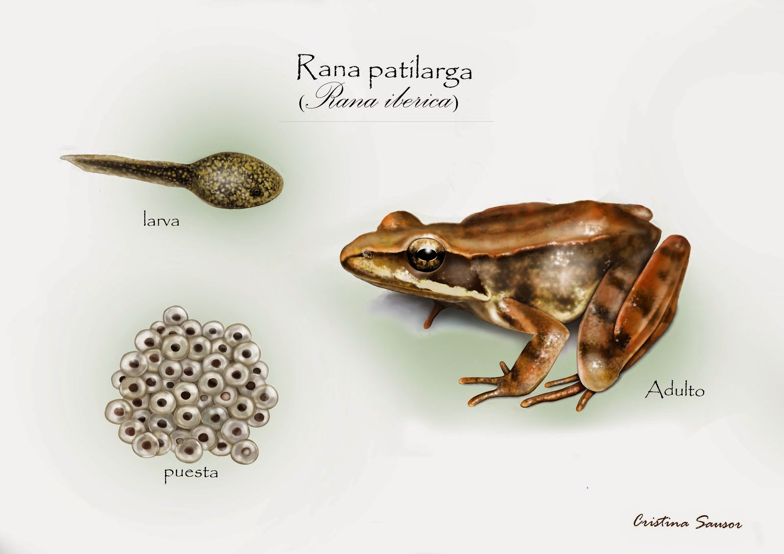 Rana iberica - Cristina Sausor Carmona