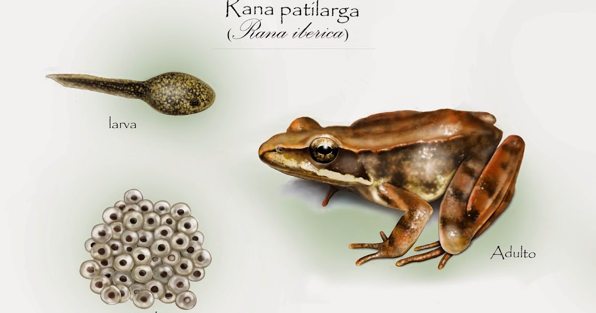 Rana iberica - Cristina Sausor Carmona