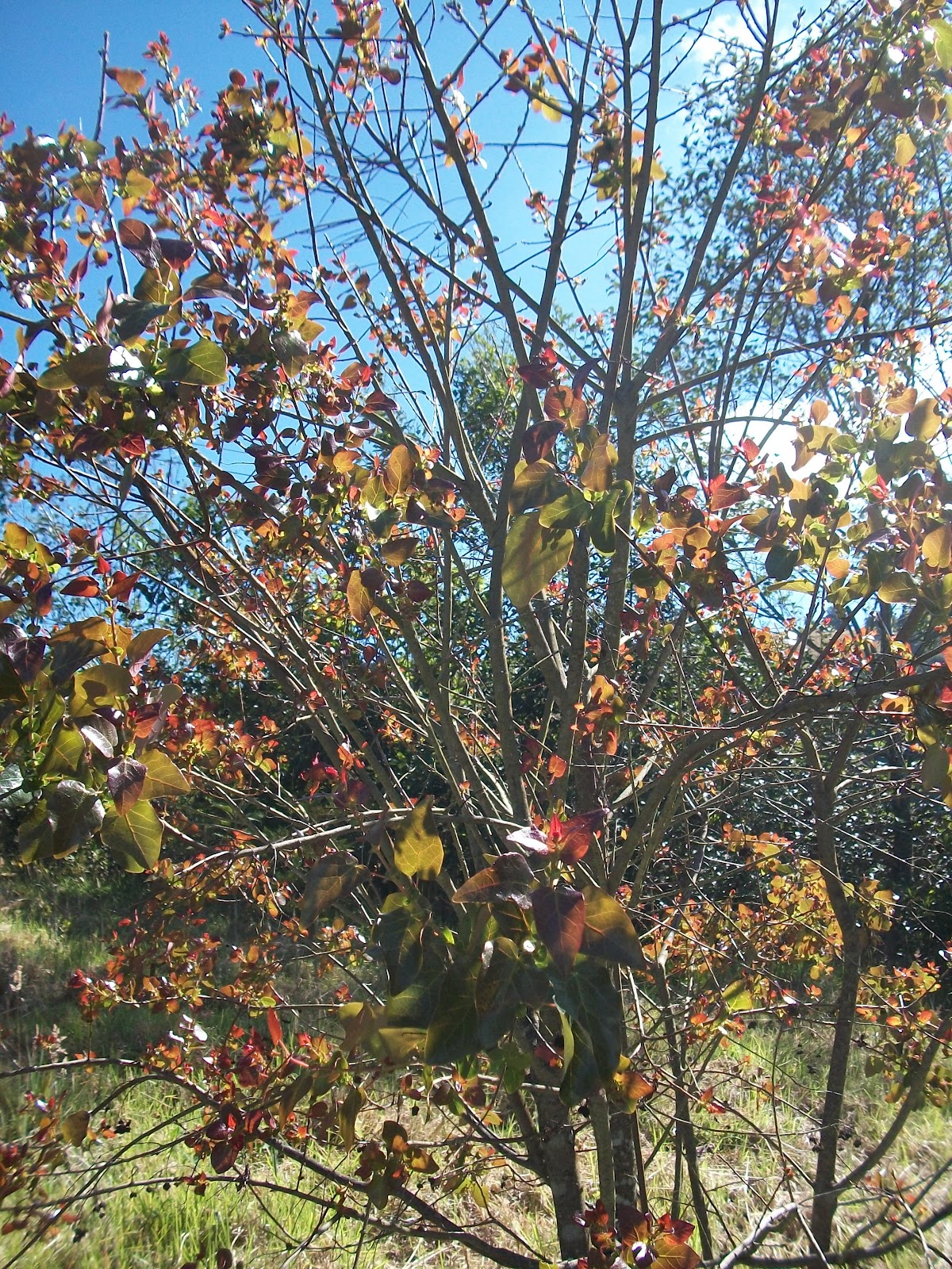 Backtoeden: Galería: El Raque de la reforestación