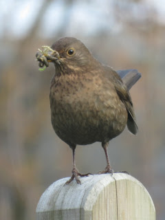 Mine naturfotos: Solsort hun i haven