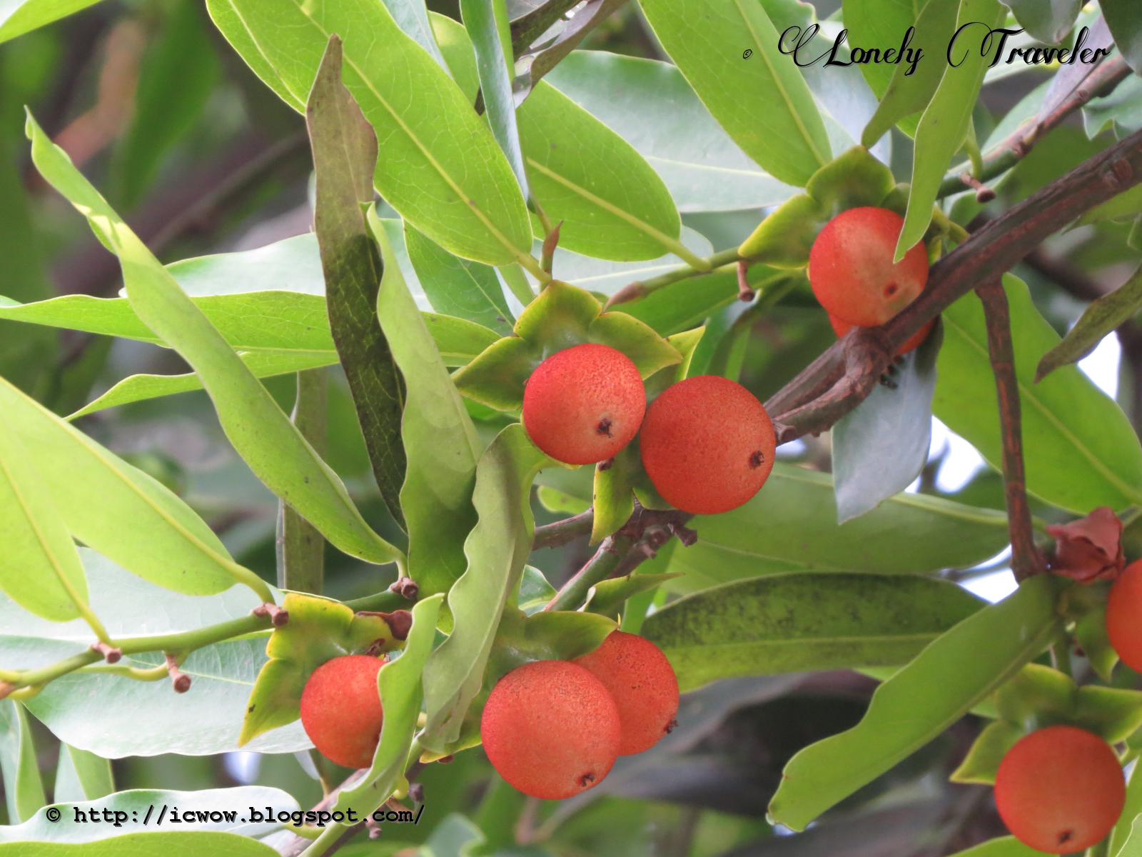 Indian Persimmon - Diospyros embryopteris