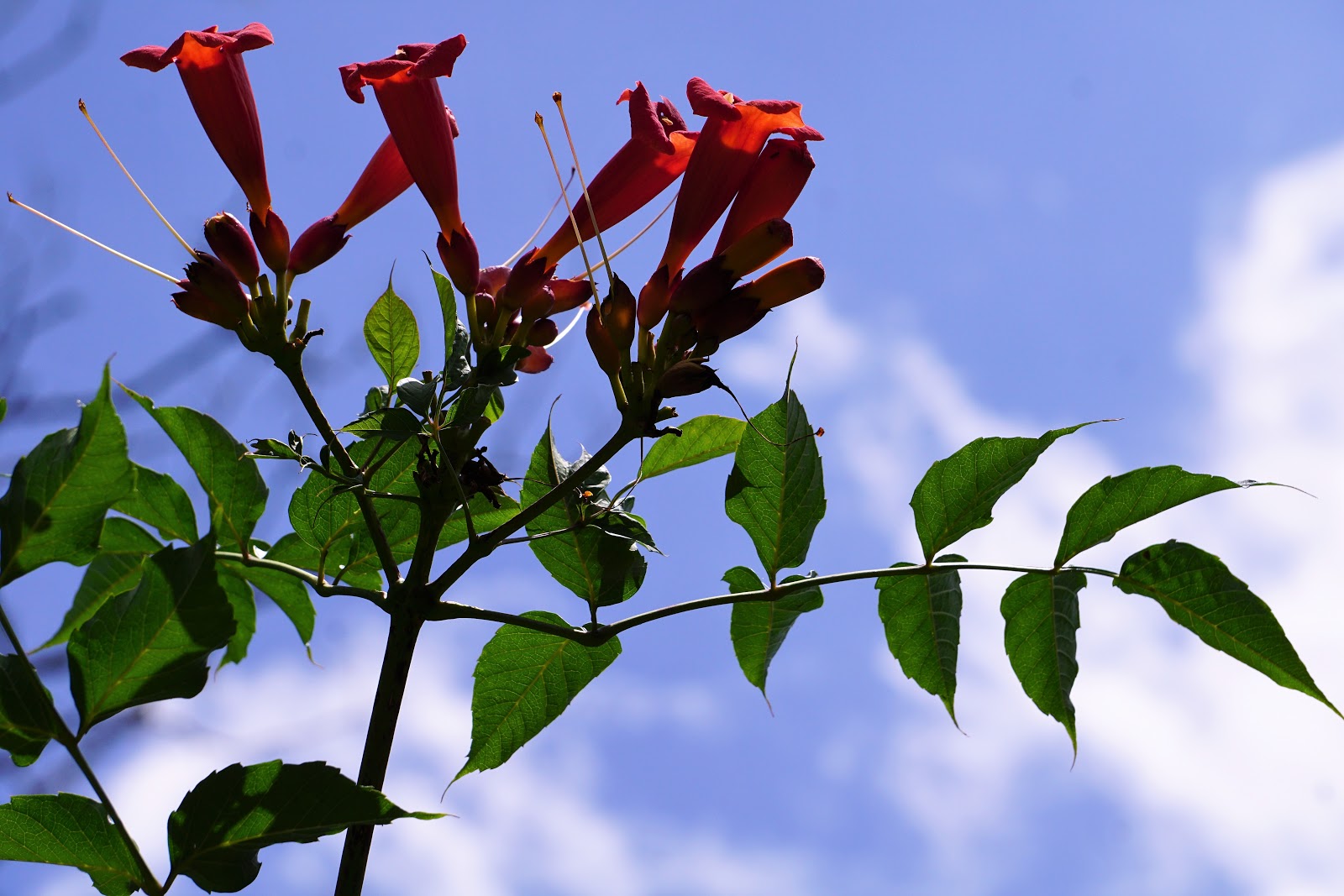 Plantas de Huerta Otea, Salamanca: Trompeta china (Campsis, o Bignonia ...