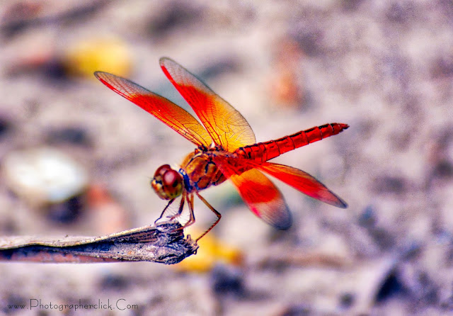 Beautiful Dragonfly