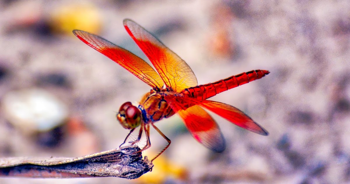 Beautiful Dragonfly