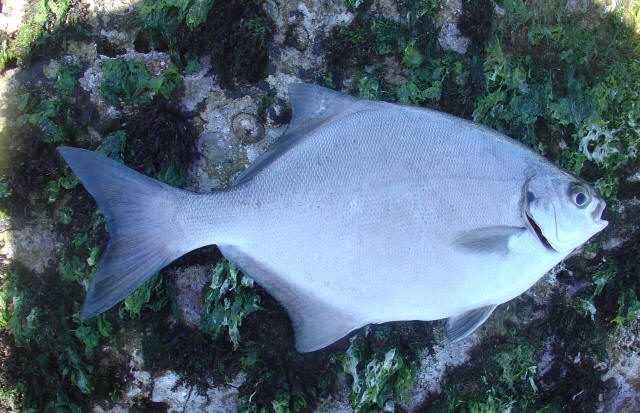 Galjoen Fish - Fishes