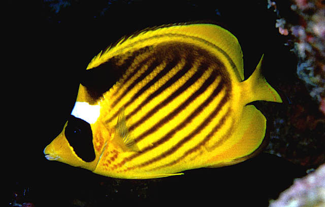 IKAN KEPE-KEPE ~ Everything About Fish