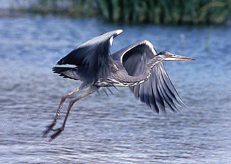 Heron Wildlife | The Wildlife