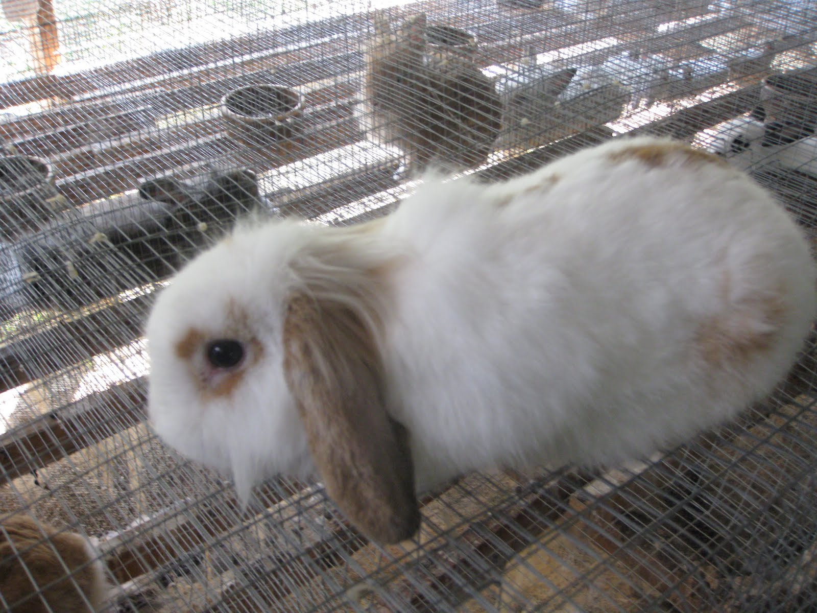LADANG ARNAB BUKIT BADONG, SELANGOR - PUSAT PENJUALAN DAN PENTERNAKAN ...
