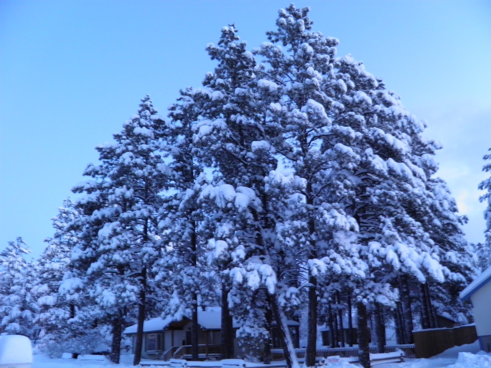 walking flagstaff: monday morning after snow storm