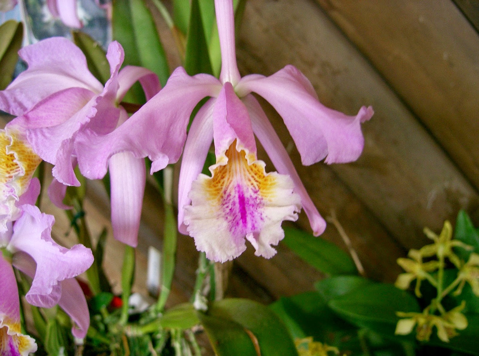purpura: ORQUIDEAS SALVAJES
