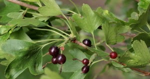 Raw Edible Plants: Buffalo currant (Ribes odoratum)