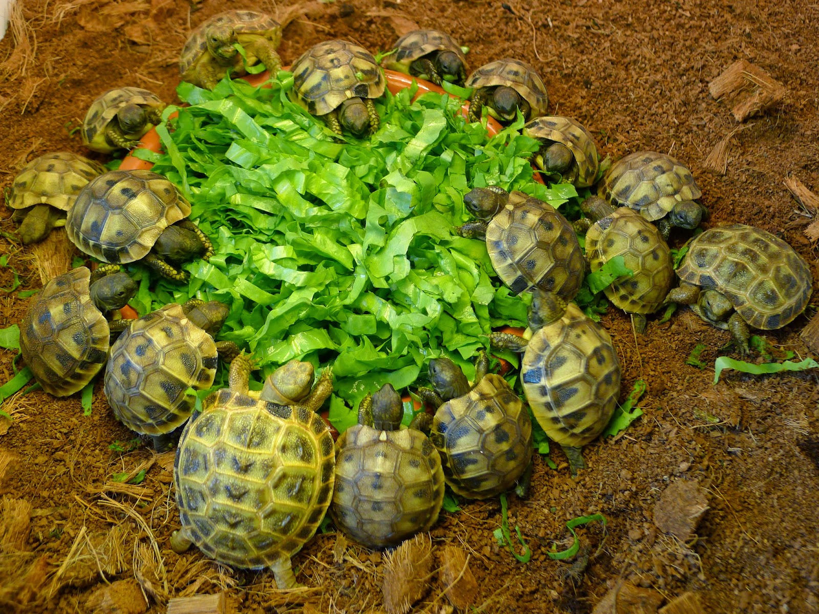 Griekse landschildpad: kweek