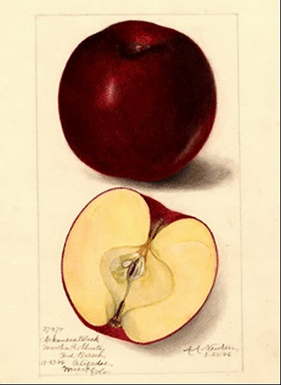 Too Many Tomatoes : King David Apples