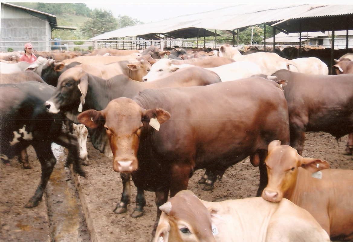 Kebutuhan Daging Sapi di Lampung, Teratasi Dengan Adanya RPH - Menulis ...