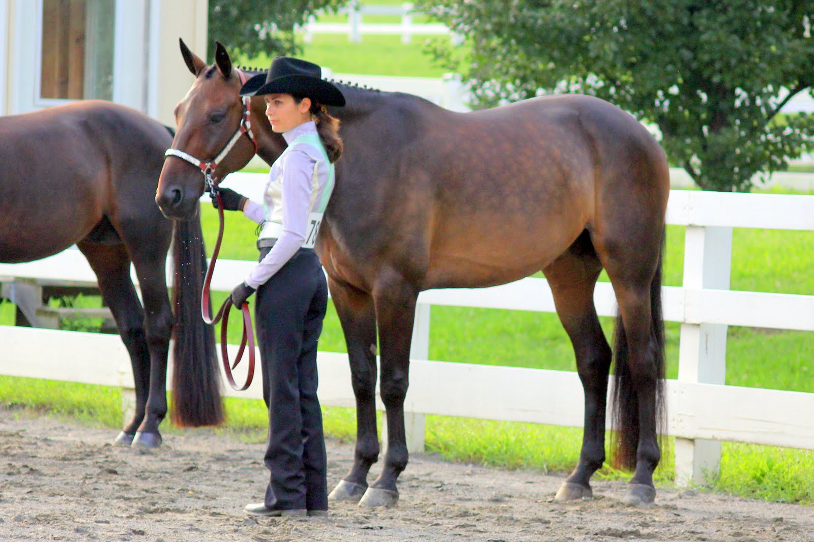 Live to Ride: National Standardbred Show