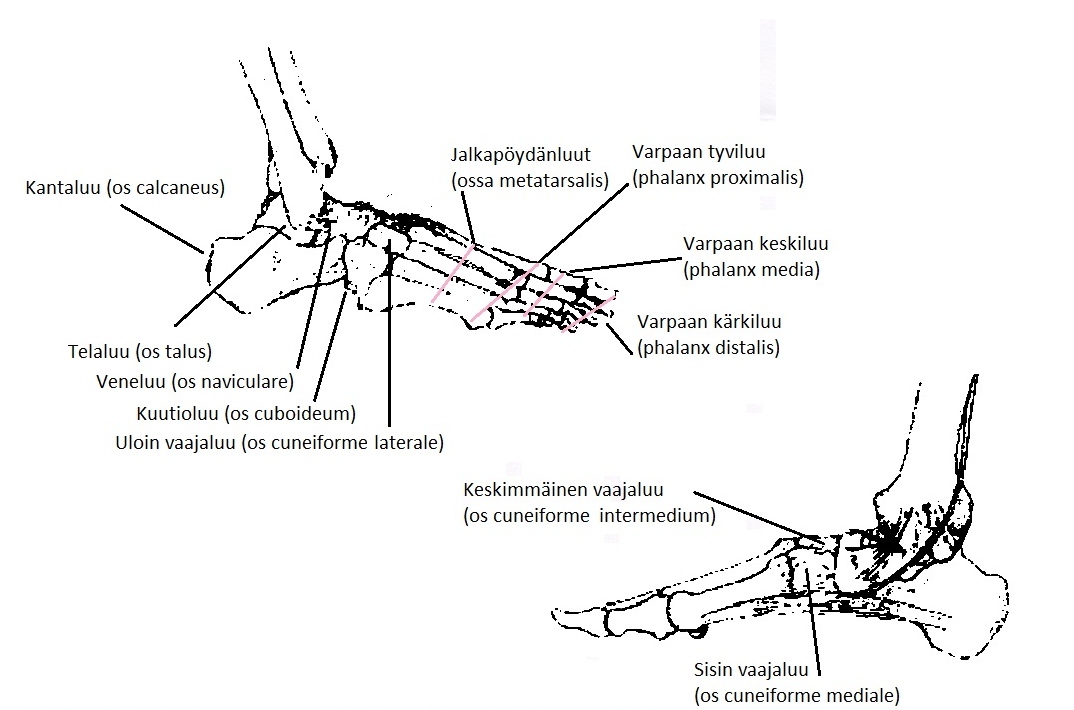 Saran opiskelu: Jalkojen hoito