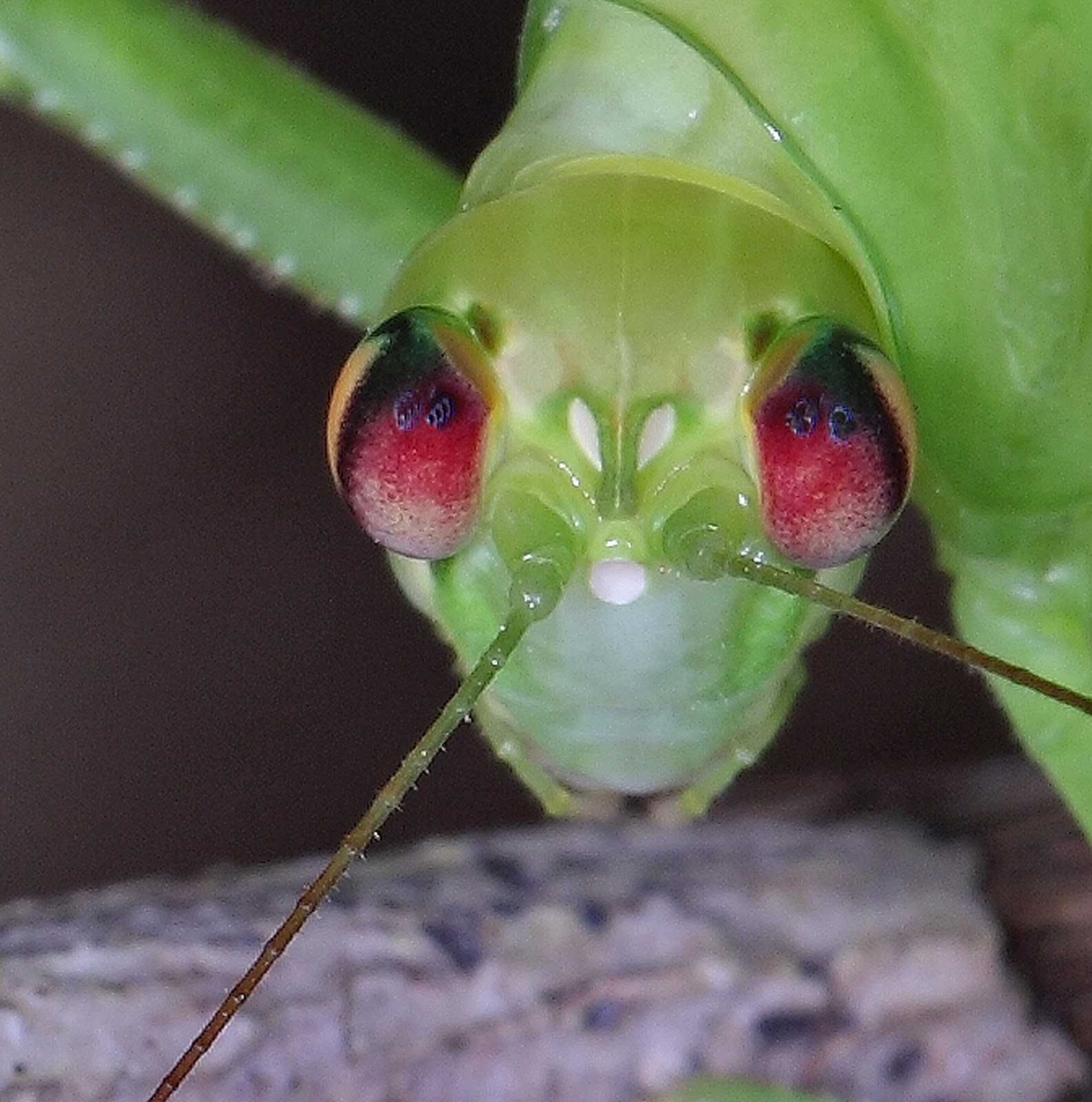 BunyipCo: April 2018