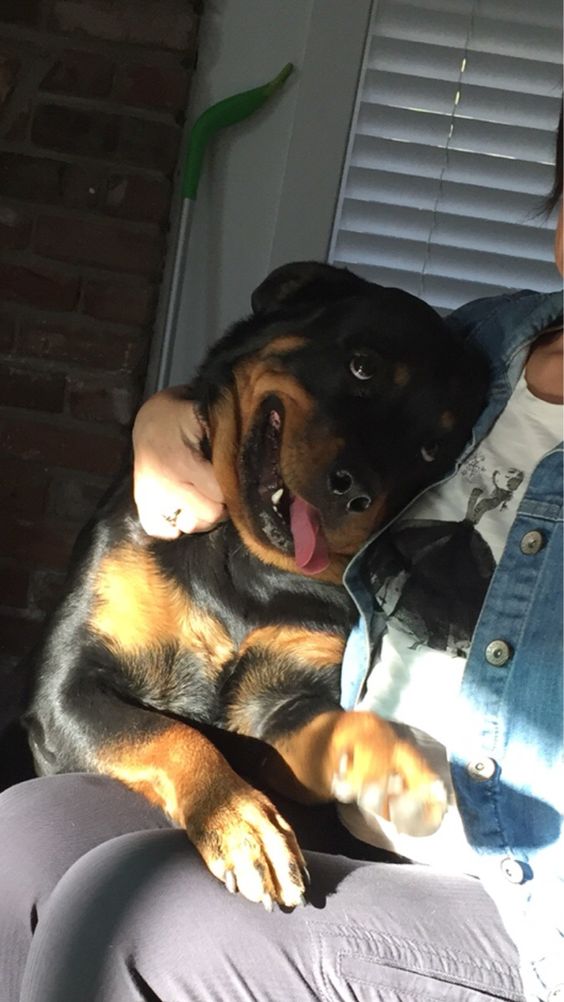 Rottweiler's Kingdom: 9 Things that make Rottweilers happy