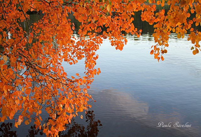 Näitä polkuja tallaan: 2016
