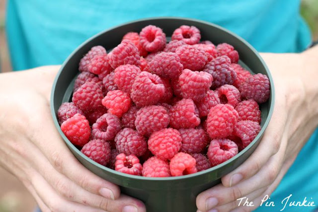 Picking Raspberries