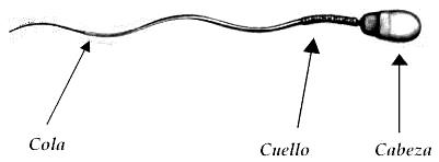 DIBUJOS IMAGENES BIOLOGIA SISTEMA APARATO: IMAGENES DEL ESPERMATOZOIDE ...