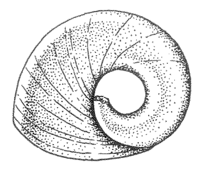 Variety of Life: Coreospiridae