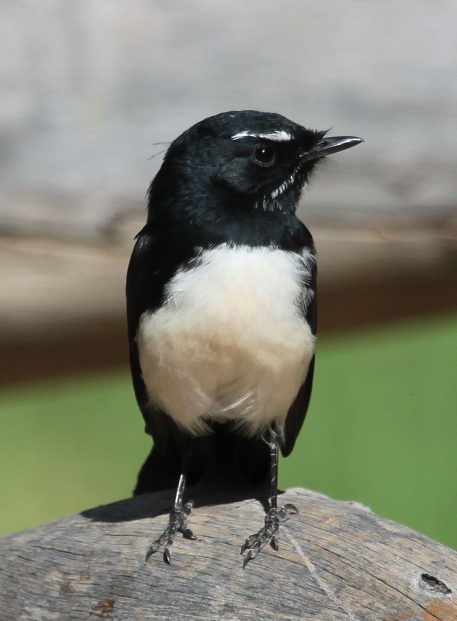 Richard Waring's Birds of Australia: Weebill, Willie Wagtail, Female ...