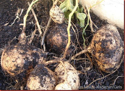 PLAAN : JÍQUIMA - Pachyrrhizus tuberosus