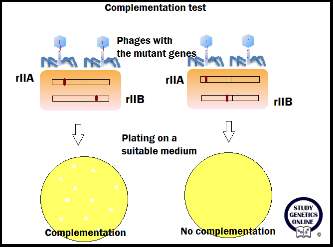Study Genetics Online: Bacteriophage gene mapping