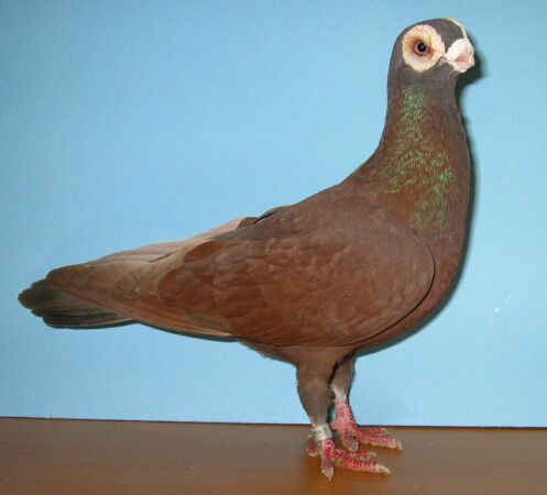 Polish Wattle Pigeon ( Brodawszak Polski ) - Pigeons fall