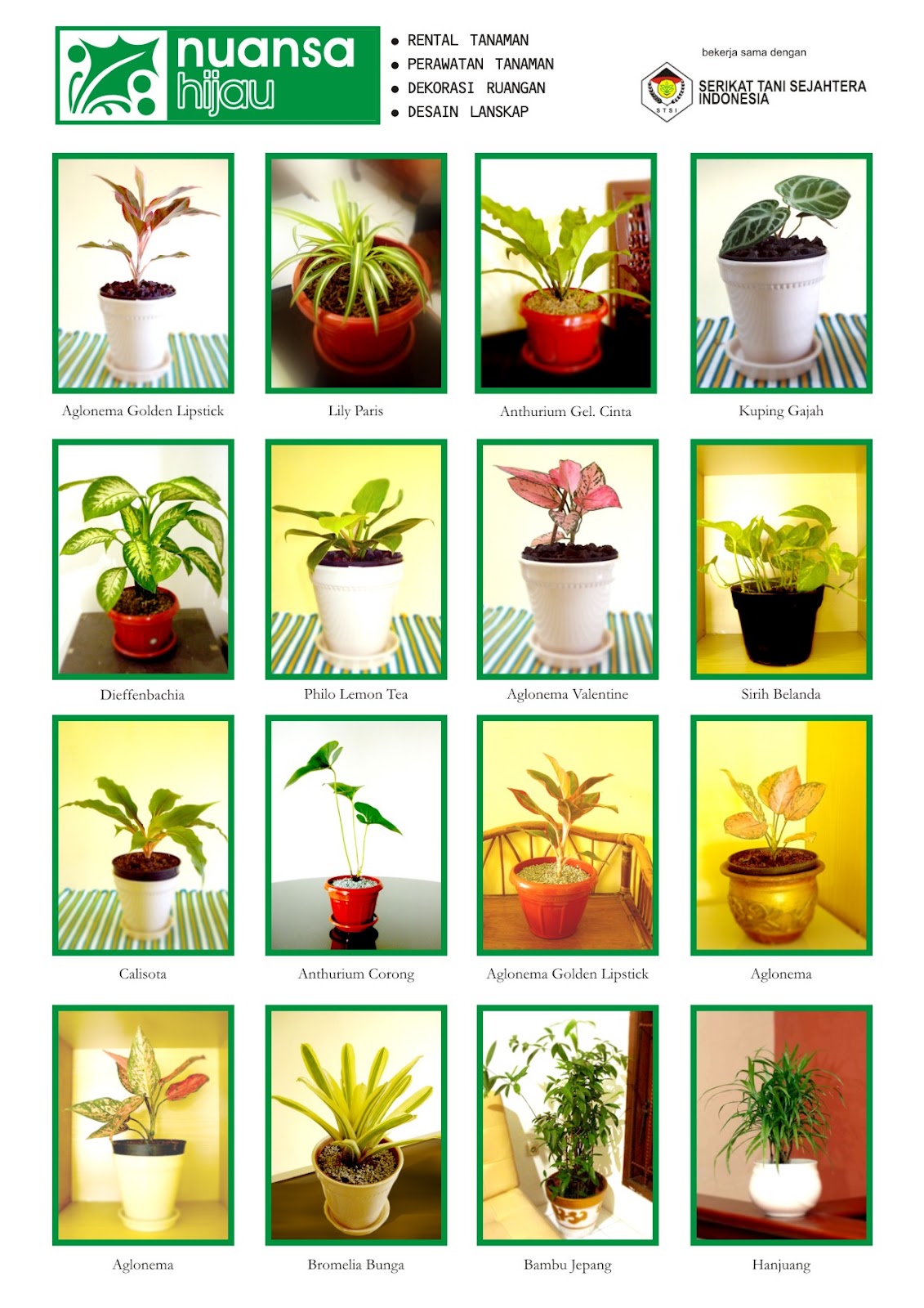 Rental Tanaman hias Di Bogor: Katalog Tanaman