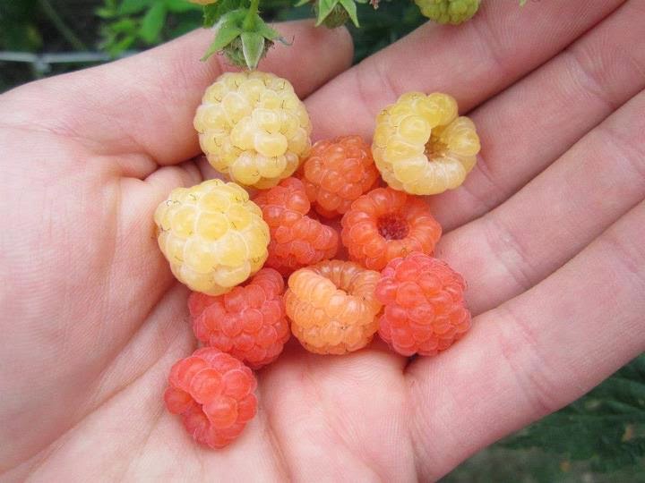 My Suburban Micro-Farm: Gold Raspberries - Another Edible Obsessive