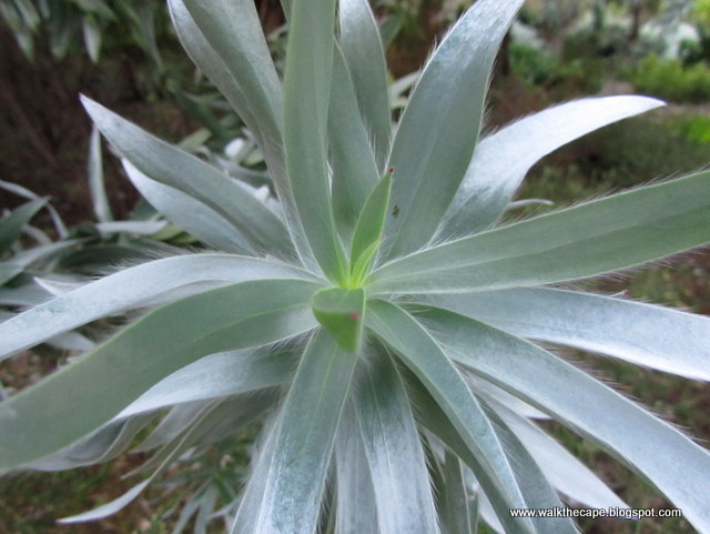 Walking the Cape: Kirstenbosch: 'Allo Aloe