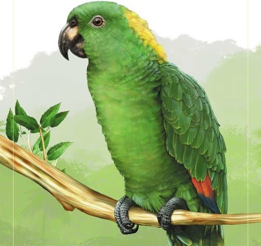 TIERRA BLANCA SPOT: AYUDANDO AL PERICO EN MEXICO