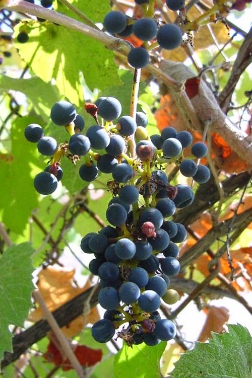 Trees Planet: Vitis girdiana - Desert Wild Grape