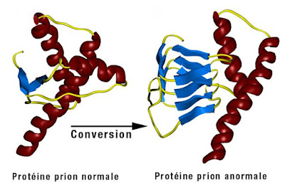 Les prions ~ COURS de la pharmacie