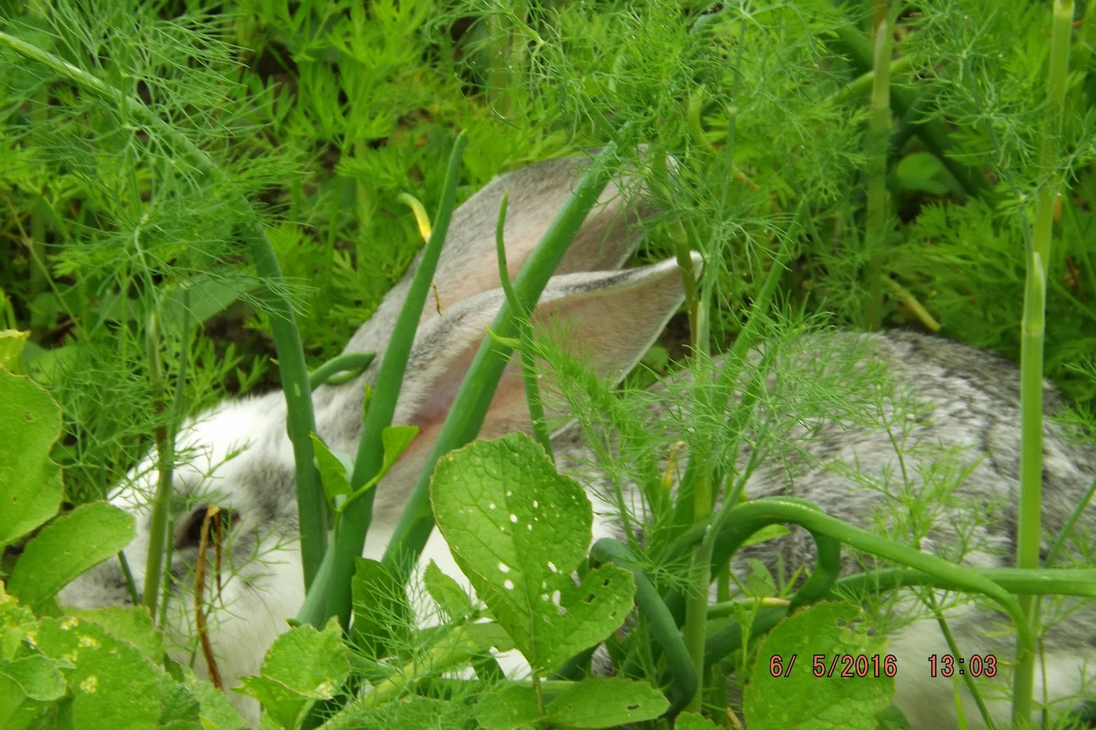 Gradinarit anotimp cu anotimp: Inceput de vara cu surprize