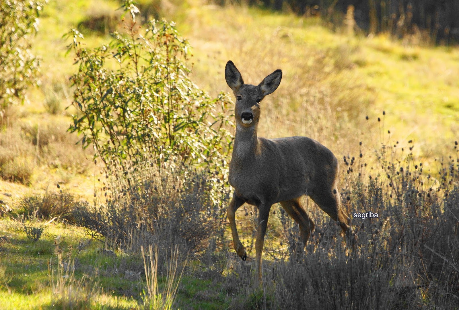 laiberianatural: Corzo (Capreolus capreolus)