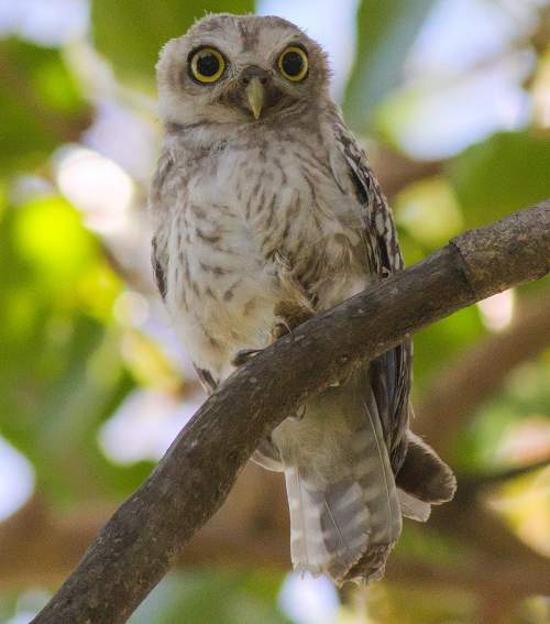 Spotted owlet photos | Birds of India | Bird World