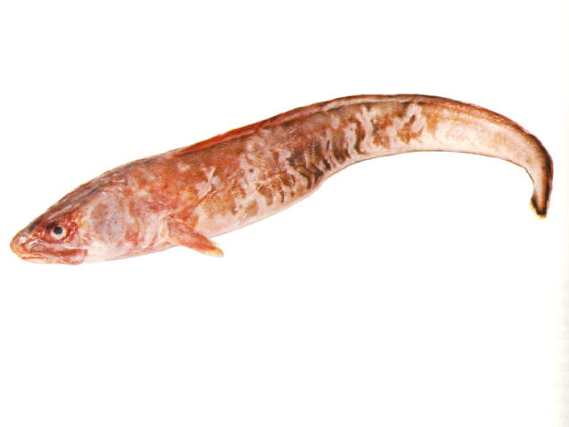 Artes de Pesca: VAMOS A PESCAR ROSADA