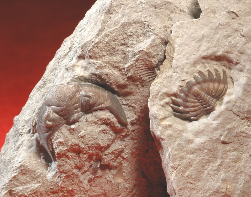 Life Before the Dinosaurs: Greenops.