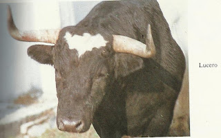 Blanco y Oro: * Pelajes del toro (Capítulo III)