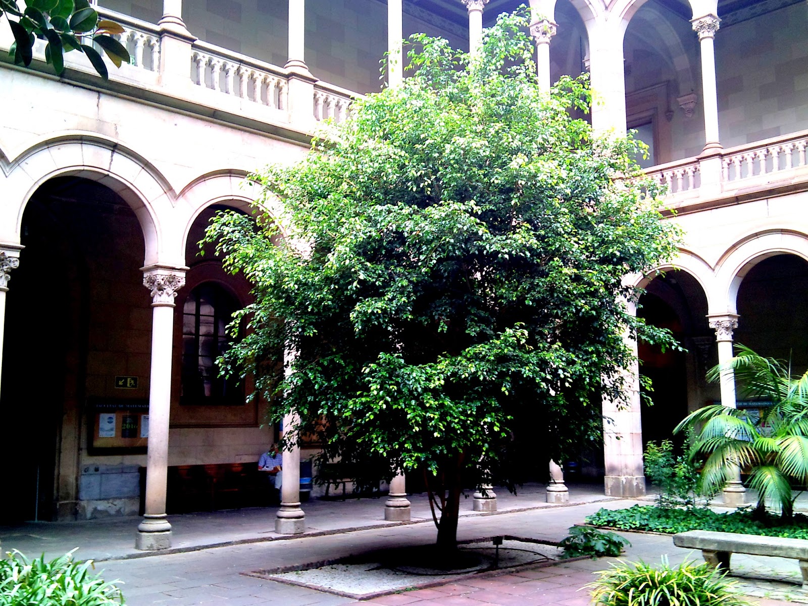 Árboles con alma: Ficus Benjamina. Matapalo. (Ficus benjamina)