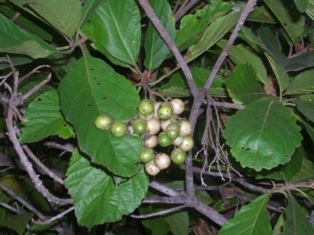 Semeando Sustentabilidade: Uma árvore interessante, a “baba-de-boi”