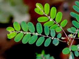 Humedales en Puerto Rico Papo Vives et al: PHYLLANTHUS STIPULATUS ...